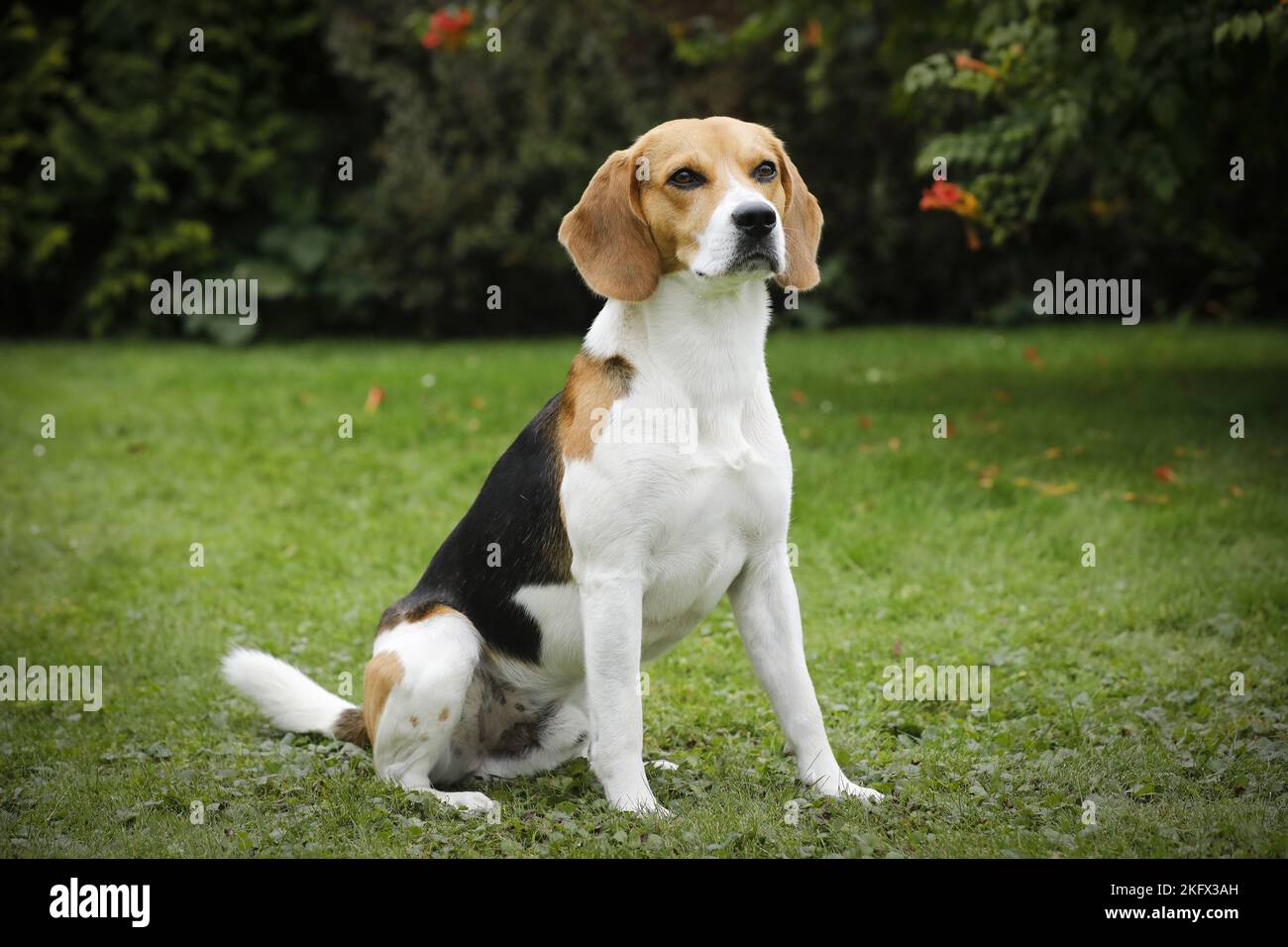 Single sit adult beagle dog hi-res stock photography and images - Alamy