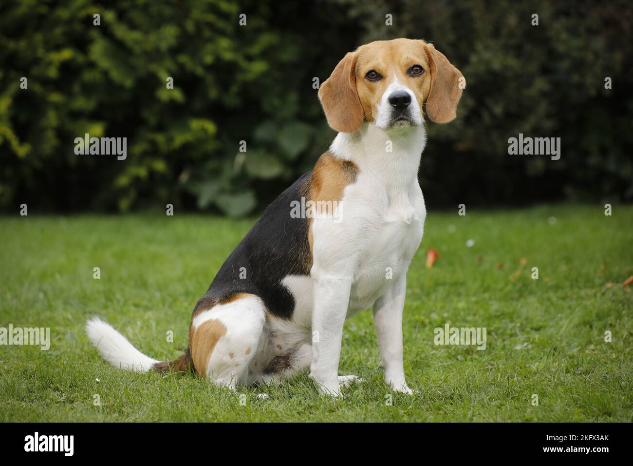 Single sit adult beagle dog hi-res stock photography and images - Alamy