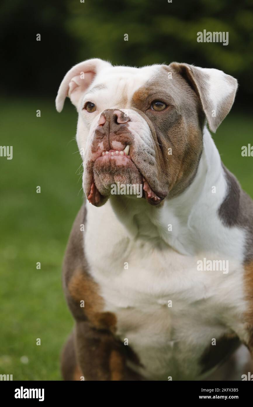Olde English Bulldog Portrait Stock Photo - Alamy
