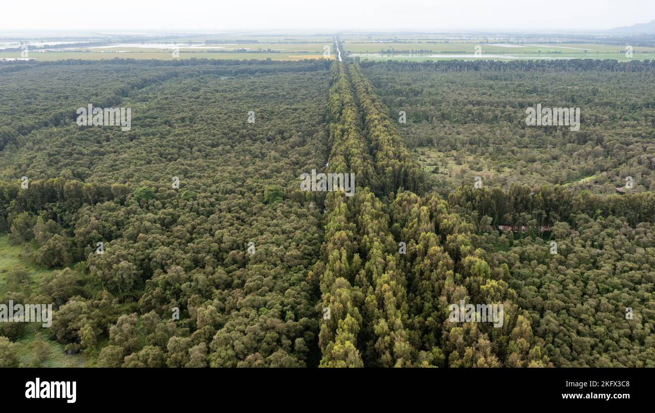 Tra Su forest - Melaleuca Cajuputi forest, a famous destination to ...