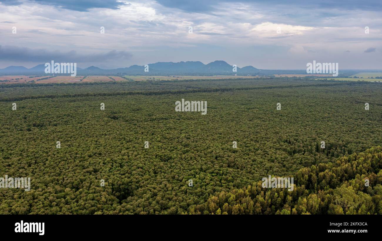 Tra Su forest - Melaleuca Cajuputi forest, a famous destination to ...