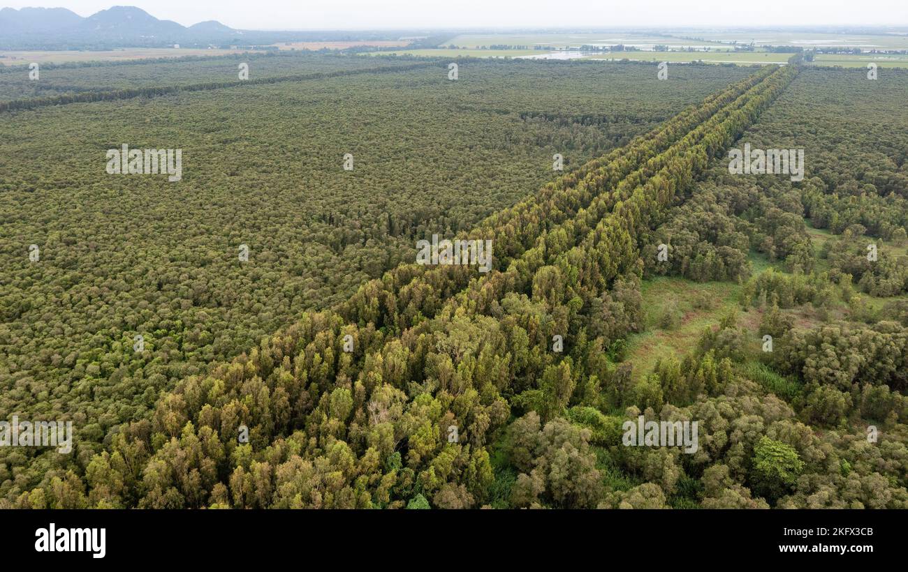 Tra Su forest - Melaleuca Cajuputi forest, a famous destination to ...