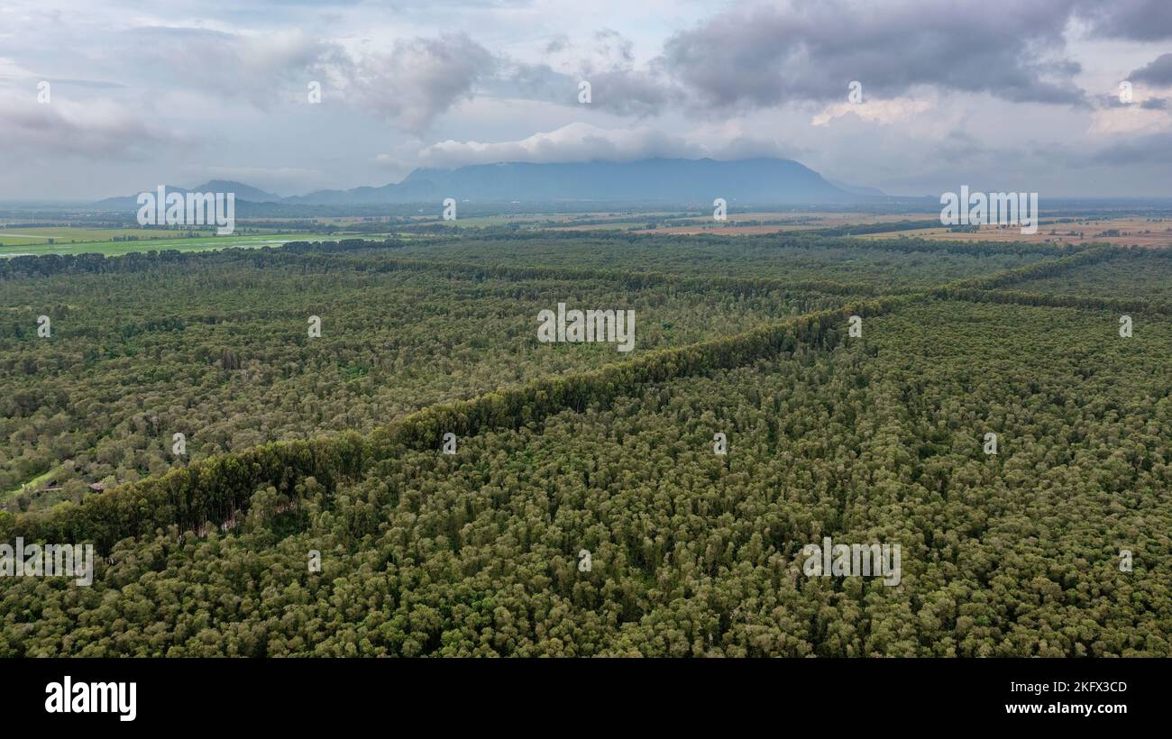 Tra Su forest - Melaleuca Cajuputi forest, a famous destination to ...