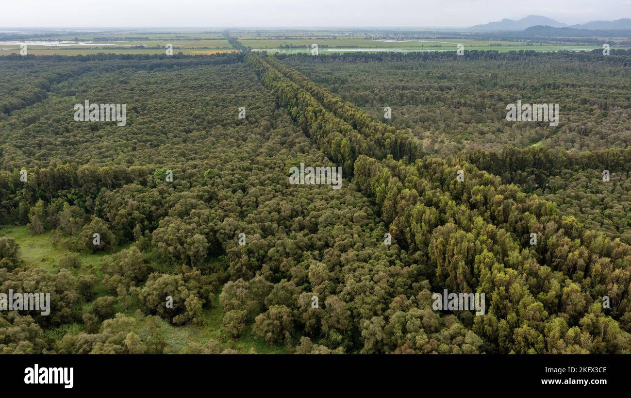Tra Su forest - Melaleuca Cajuputi forest, a famous destination to ...