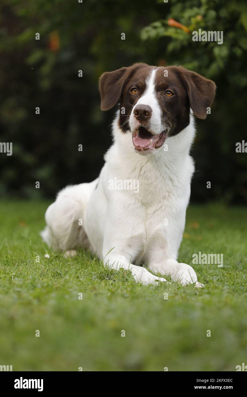Border collie cross labrador hi-res stock photography and images - Alamy