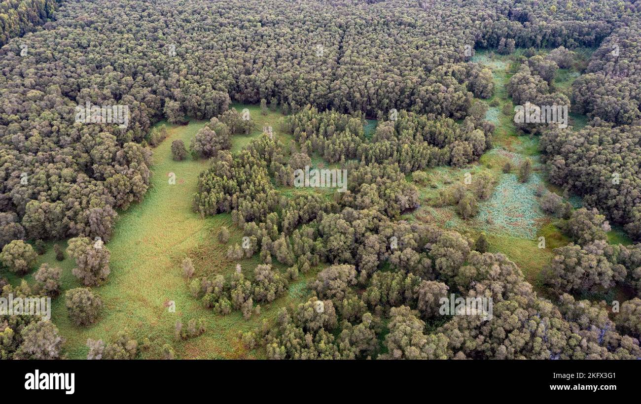 Tra Su forest - Melaleuca Cajuputi forest, a famous destination to ...