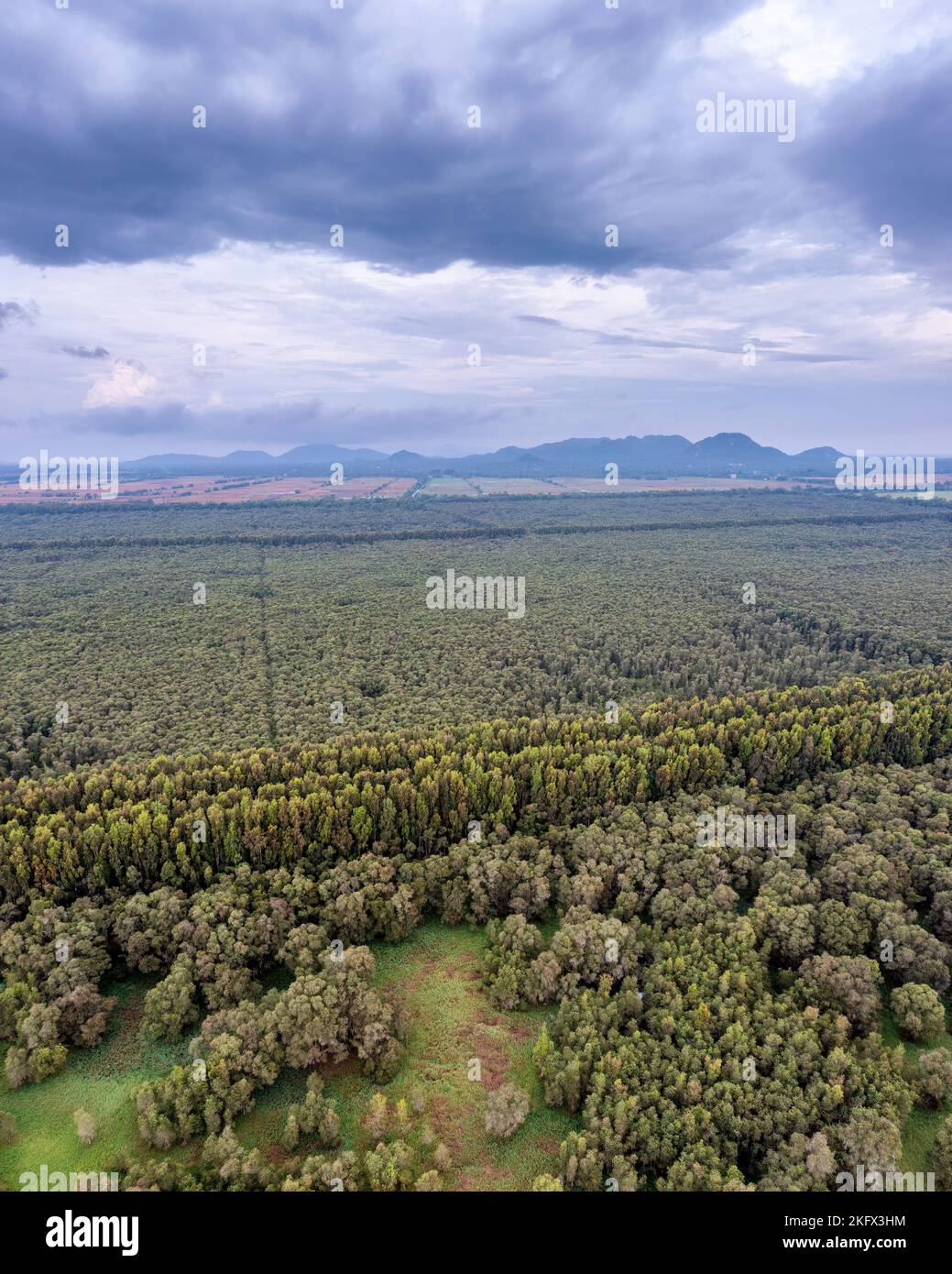 Tra Su forest - Melaleuca Cajuputi forest, a famous destination to ...