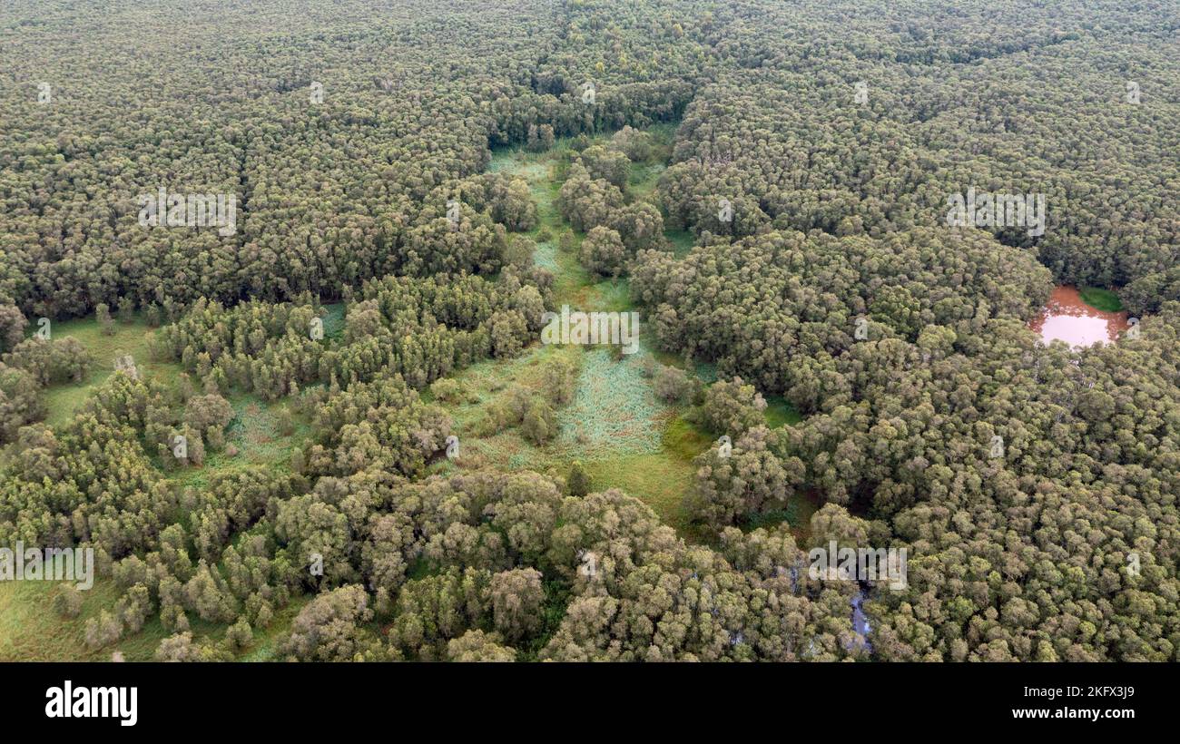 Tra Su forest - Melaleuca Cajuputi forest, a famous destination to ...