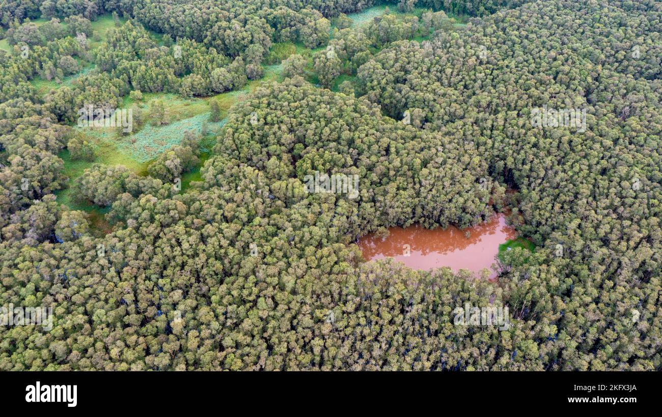 Tra Su forest - Melaleuca Cajuputi forest, a famous destination to ...