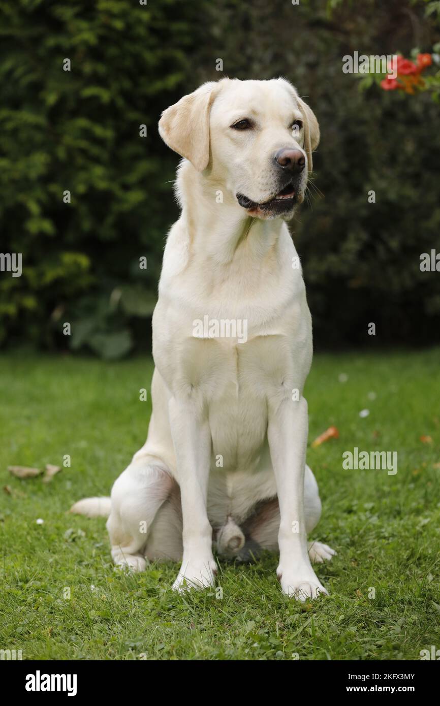 sitting Labrador Retriever Stock Photo - Alamy