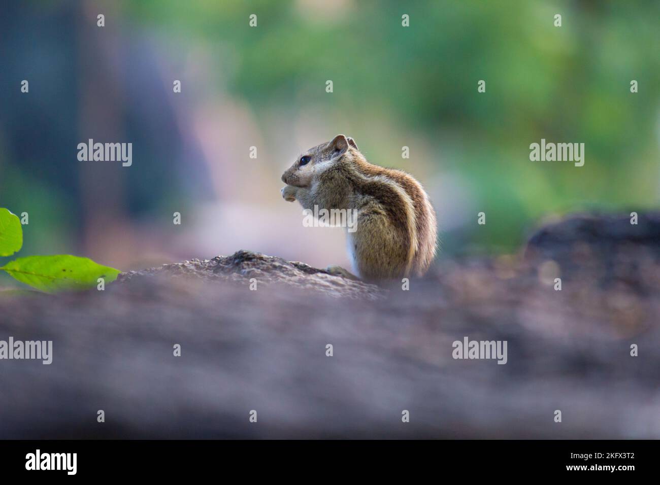 Indian Palm Squirrel or Rodent or also known as the chipmunk standing ...
