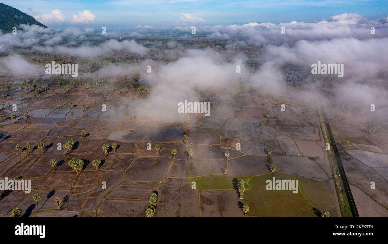 Beauty rice terrace with Sugar palms on sunset in Chau Doc, An Giang ...