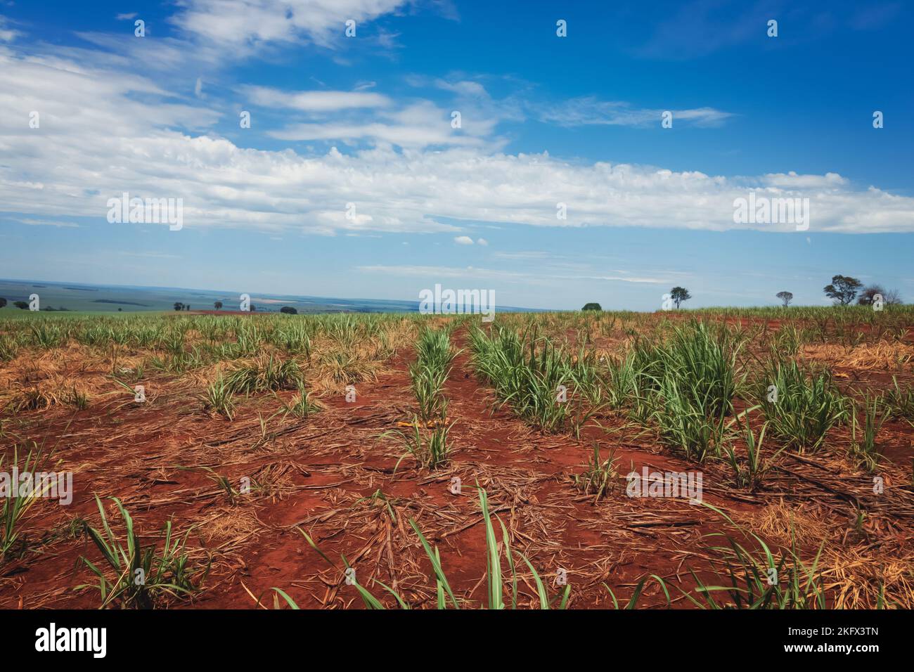 Beautiful Green Sugar Cane Plantation on Blue Cloudy Sky. Cultivated ...