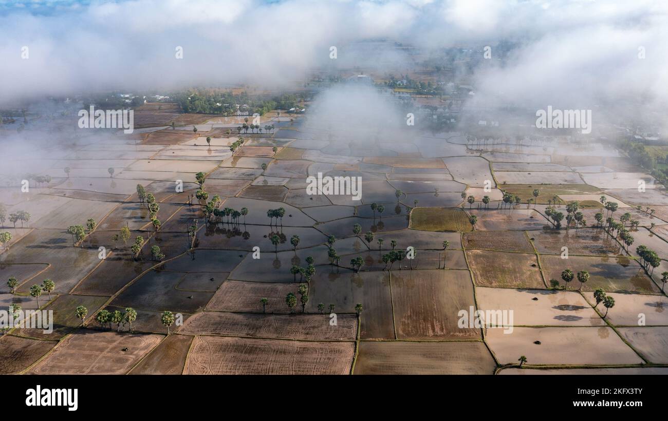Beauty rice terrace with Sugar palms on sunset in Chau Doc, An Giang ...