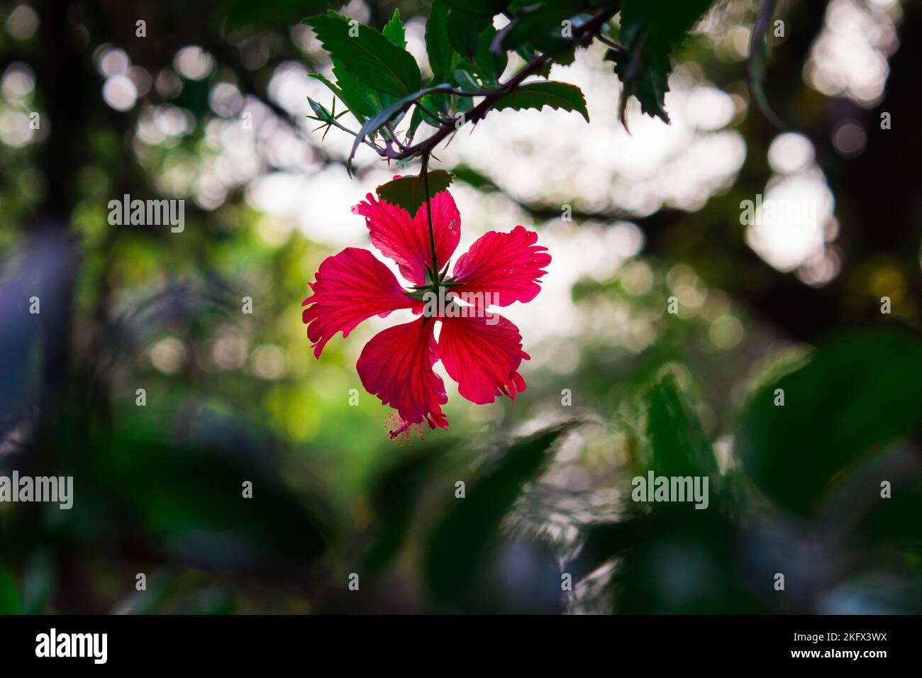 Hibiscus flower known as Shoe Flower, colloquially, Malvaceae, Chinese ...