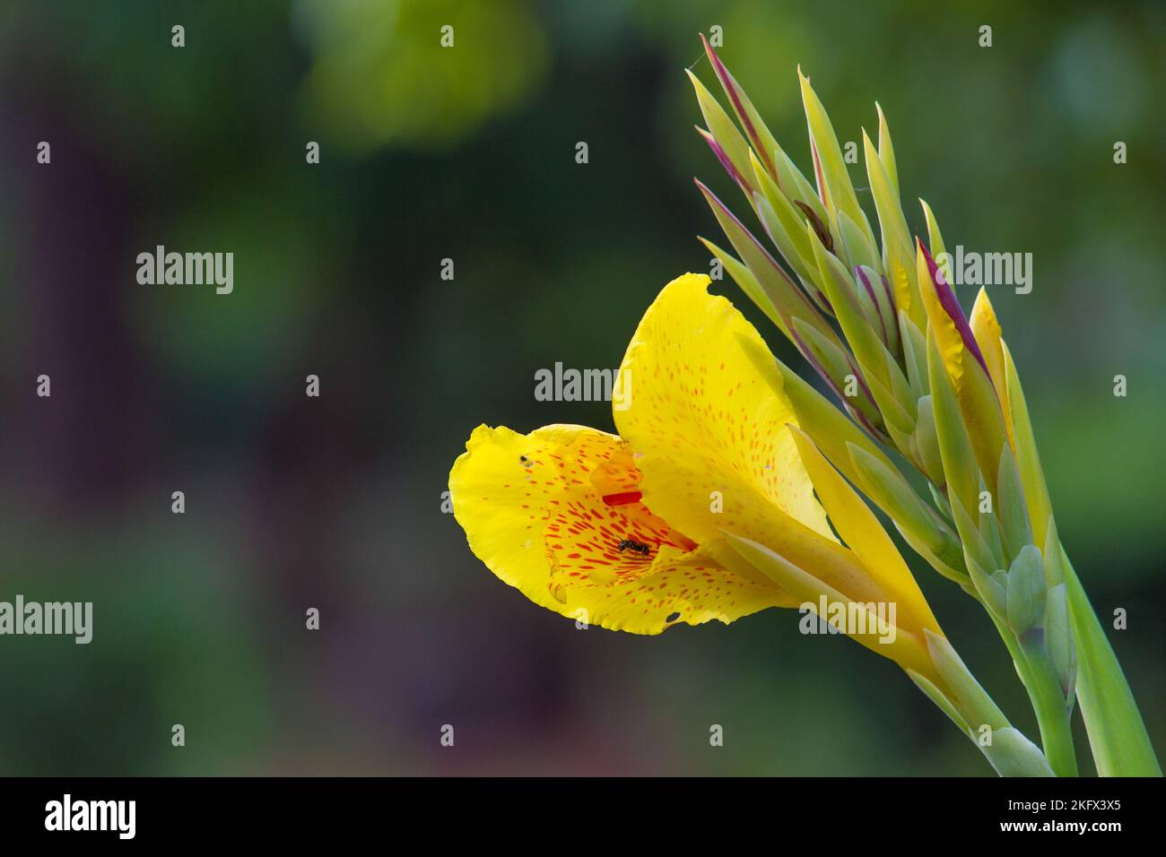 Canna Indica flower or Indian Shoot, in the garden with a nice soft ...