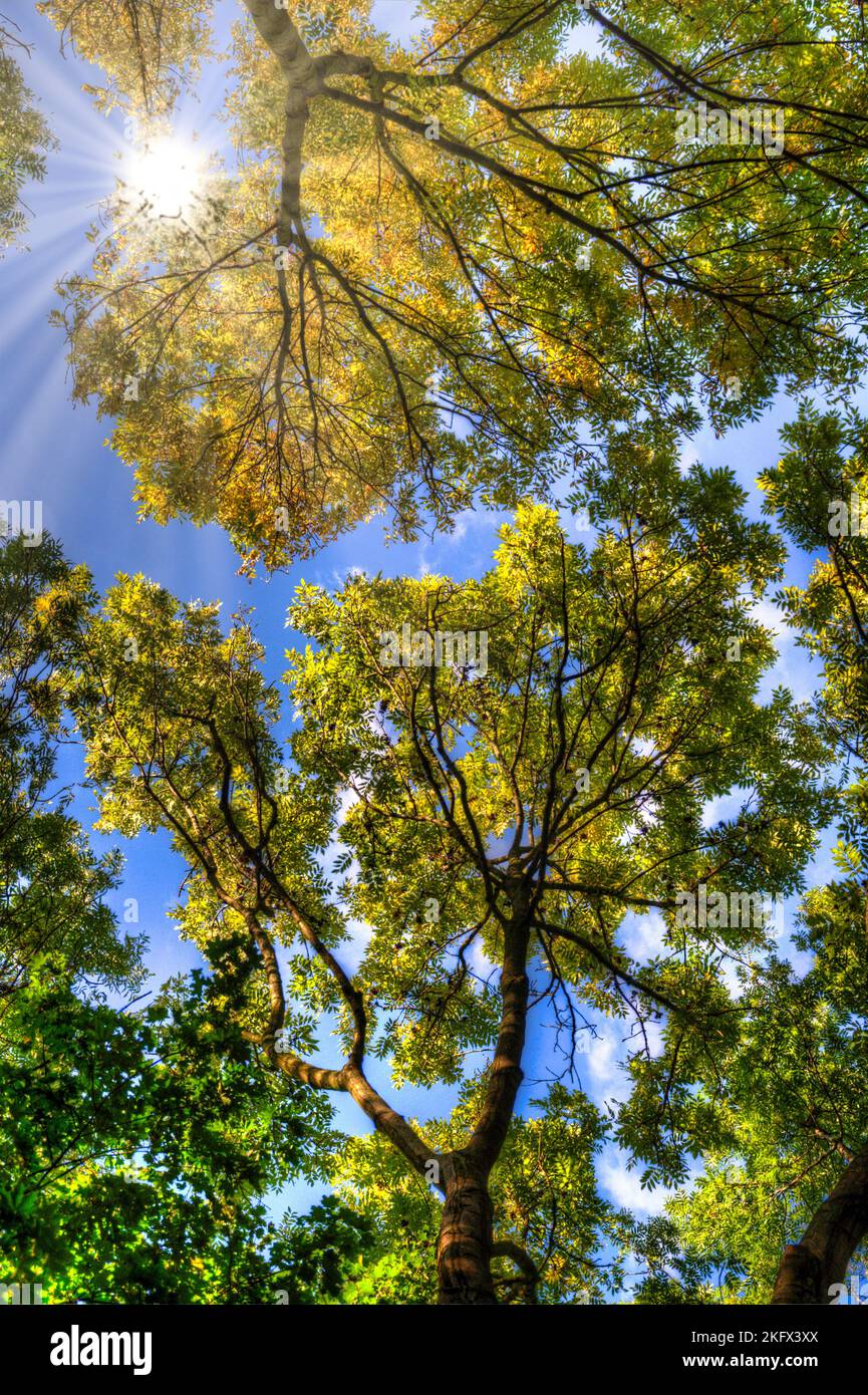 Green tree crown with fresh leaves and blue sky Stock Photo - Alamy