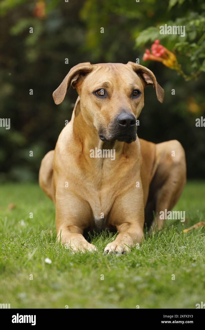 lying Rhodesian Ridgeback Stock Photo - Alamy