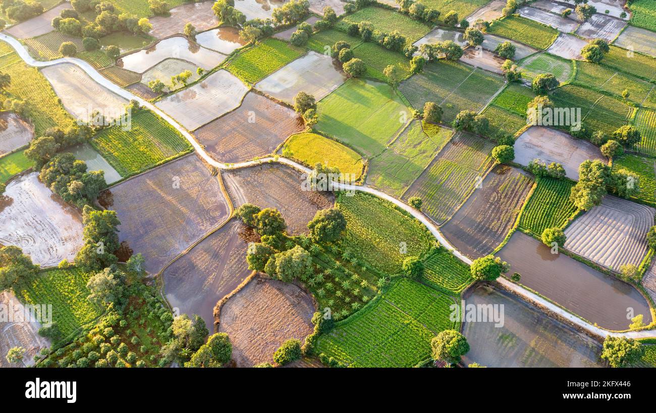 Ta Pa rice fields are beautiful in the morning, interspersed with ...