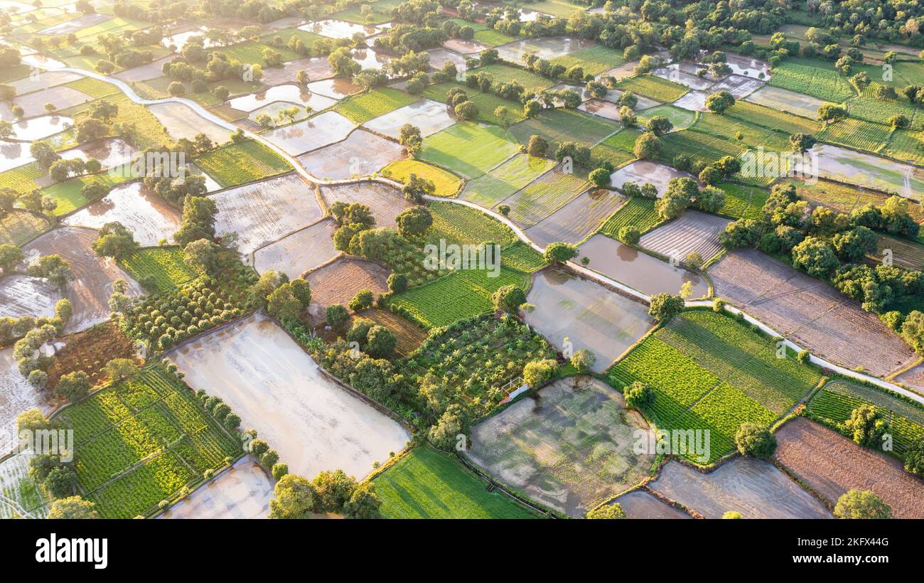 Ta Pa rice fields are beautiful in the morning, interspersed with ...