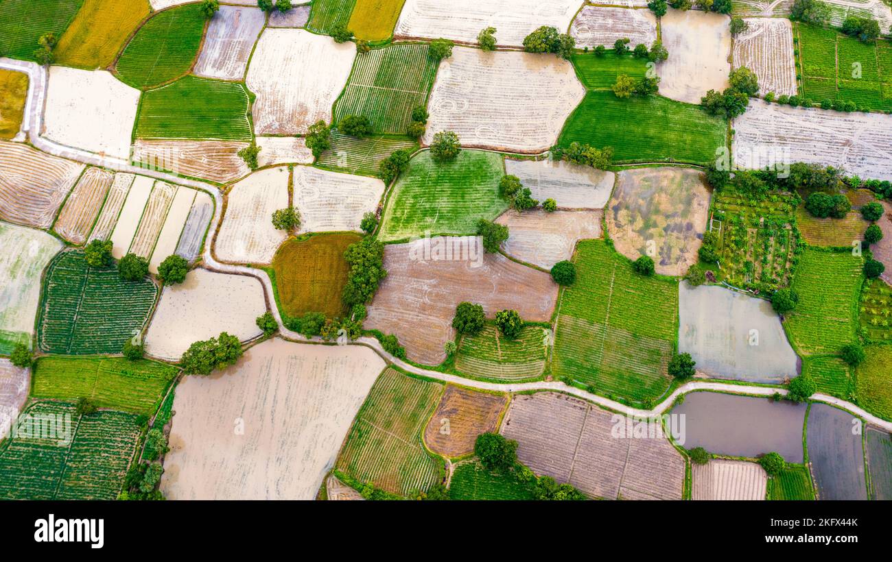 Ta Pa rice fields are beautiful in the morning, interspersed with ...