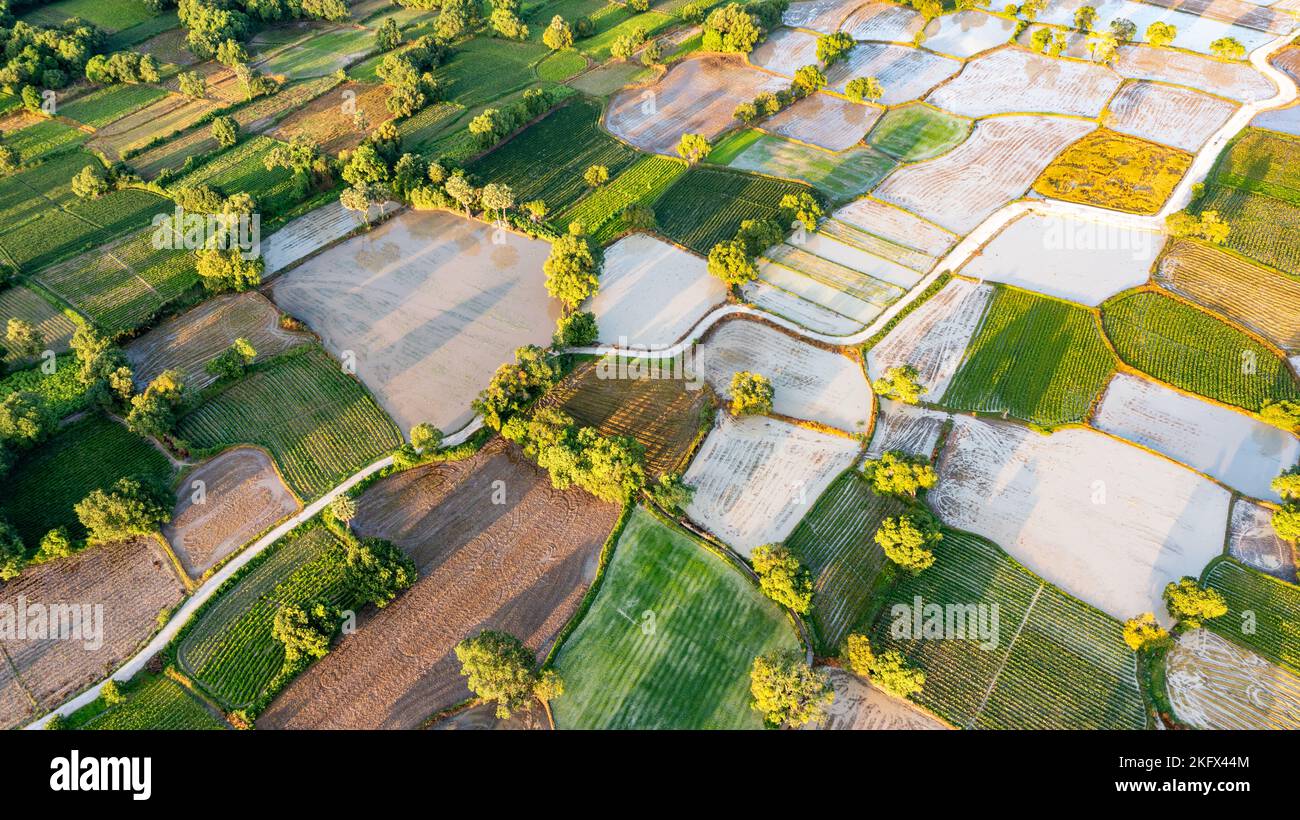 Ta Pa rice fields are beautiful in the morning, interspersed with ...