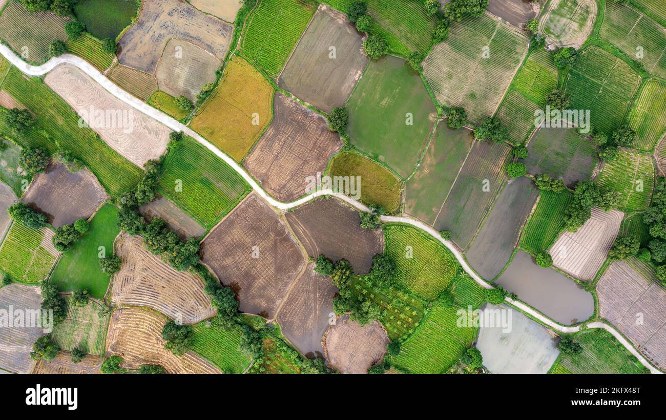 Ta Pa rice fields are beautiful in the morning, interspersed with ...