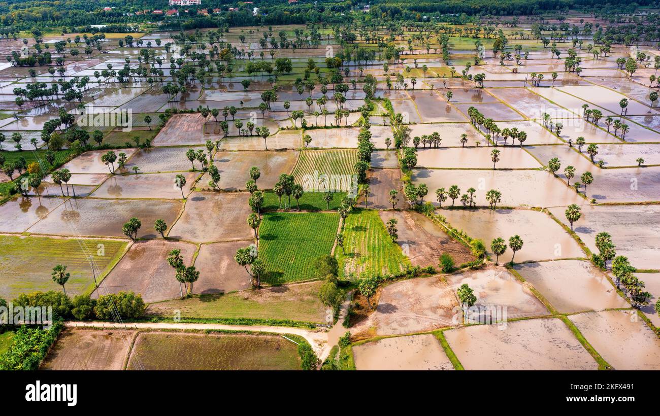 Beauty rice terrace with Sugar palms on sunset in Chau Doc, An Giang ...