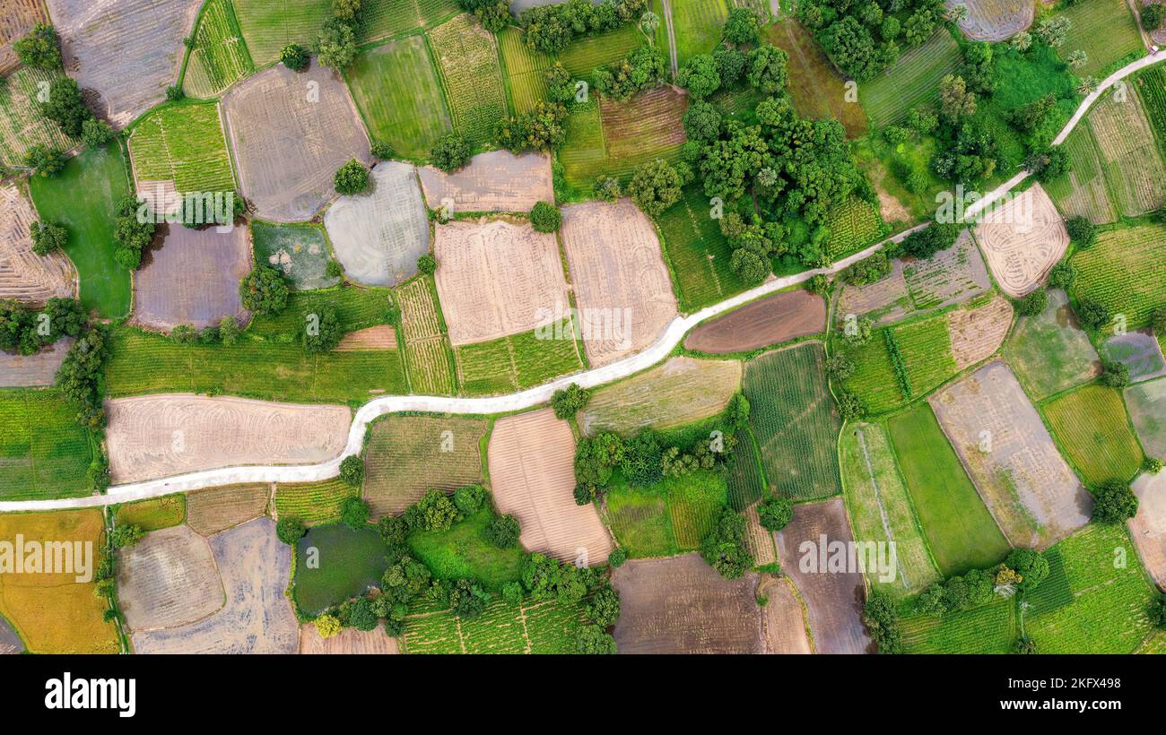 Ta Pa rice fields are beautiful in the morning, interspersed with ...