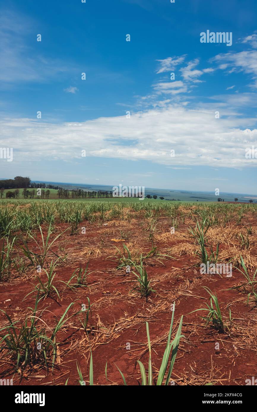 Beautiful Green Sugar Cane Plantation on Blue Cloudy Sky. Cultivated ...