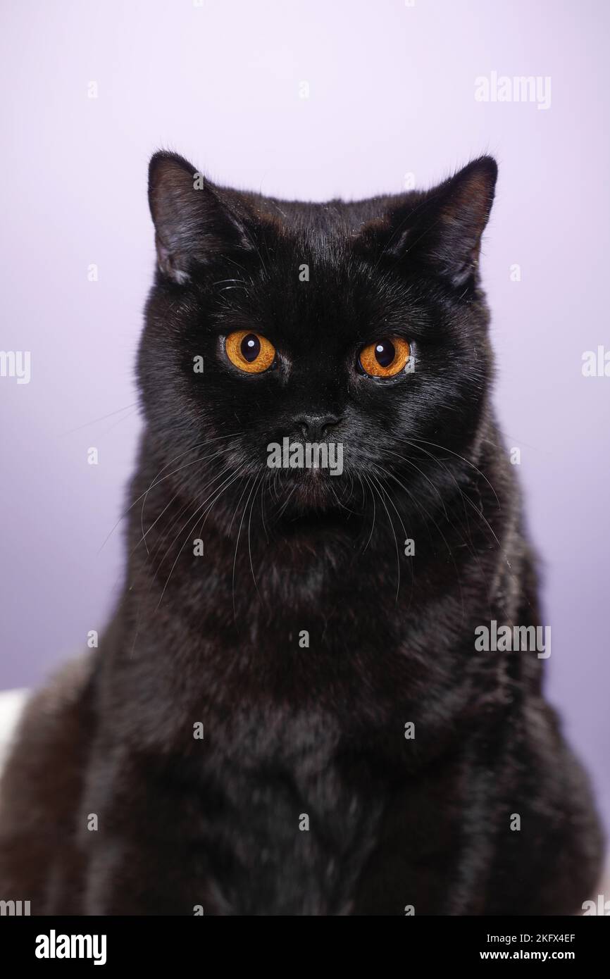 British Shorthair Portrait Stock Photo - Alamy