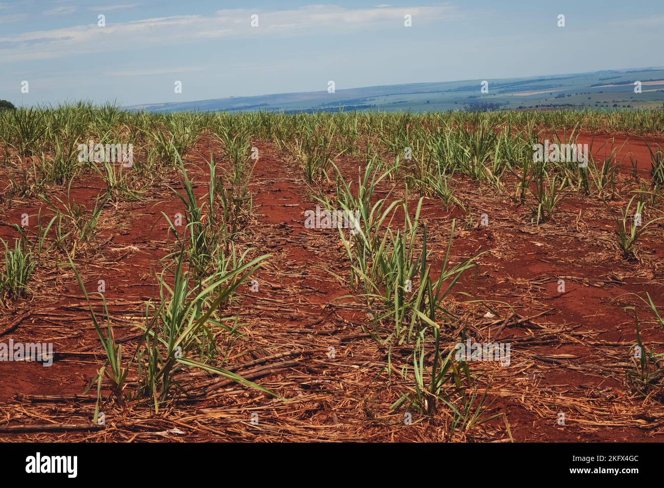 Beautiful Green Sugar Cane Plantation on Blue Cloudy Sky. Cultivated ...