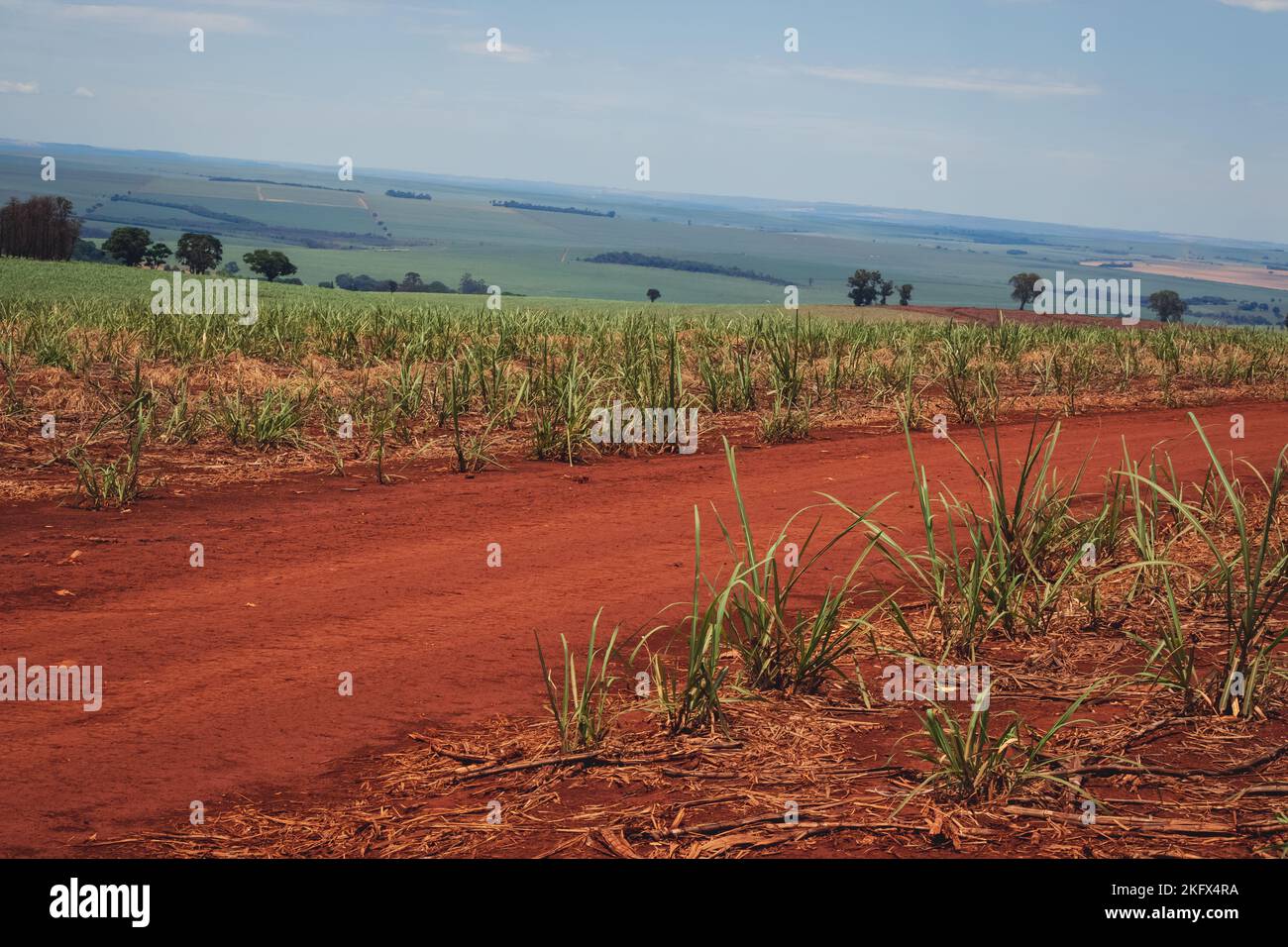 Beautiful Green Sugar Cane Plantation on Blue Cloudy Sky. Cultivated ...