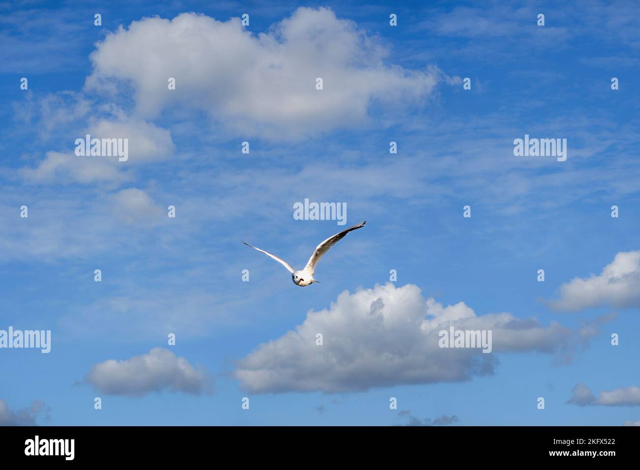 A low angle shot of a seagull flying in a bright blue sky Stock Photo ...