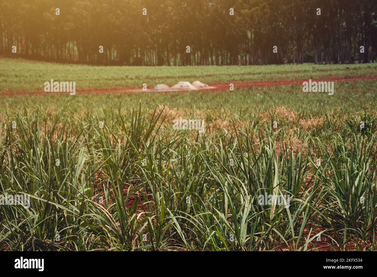 Beautiful Green Sugar Cane Plantation on Blue Cloudy Sky. Cultivated ...
