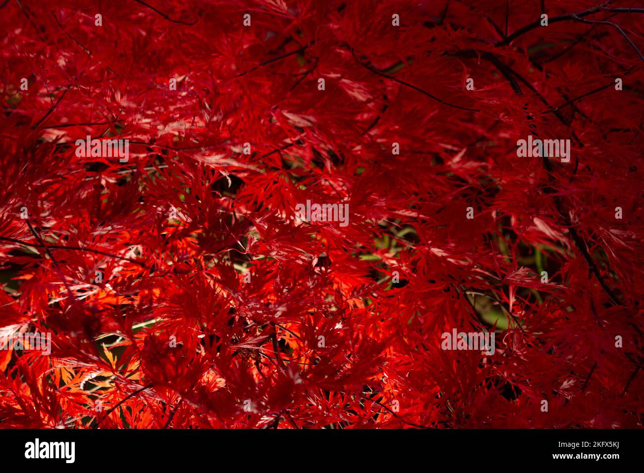 Feuille de terre hi-res stock photography and images - Alamy