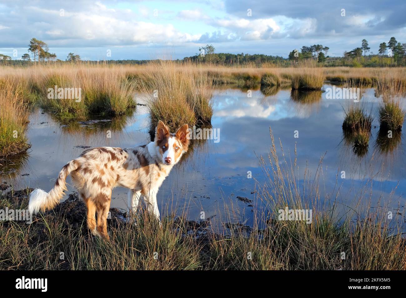 A tri colour red merle border collie five month old puppy, by a pond ...