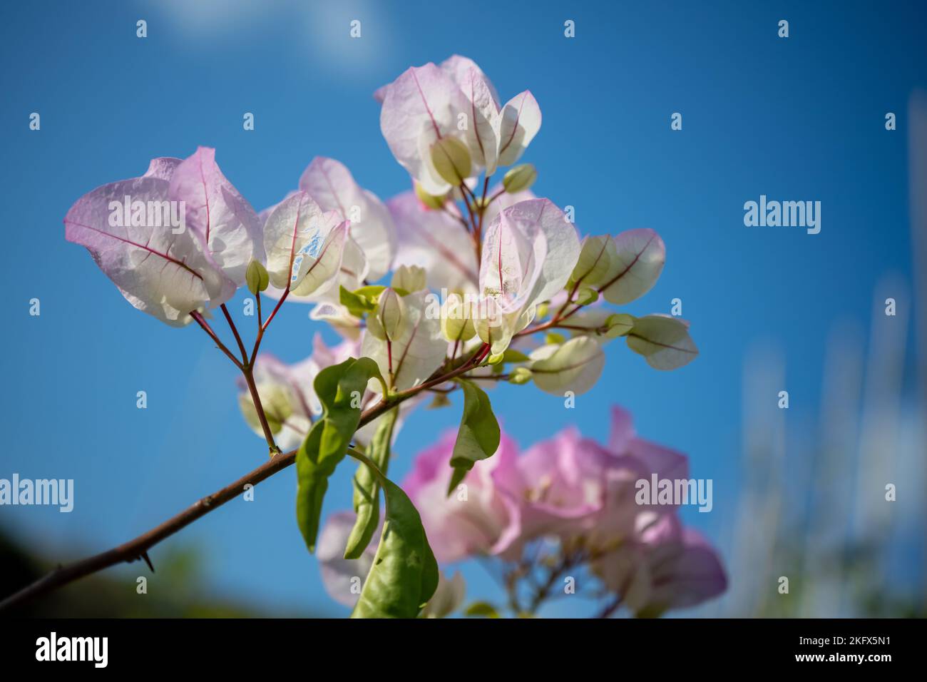 A closeup shot of blooming light pink bougainvillea flowers on a blue ...