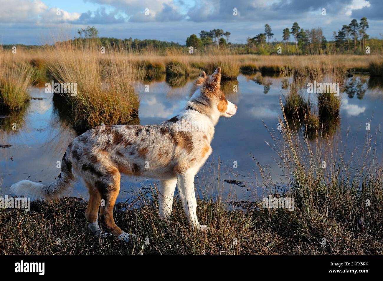 A tri colour red merle border collie five month old puppy, by a pond ...