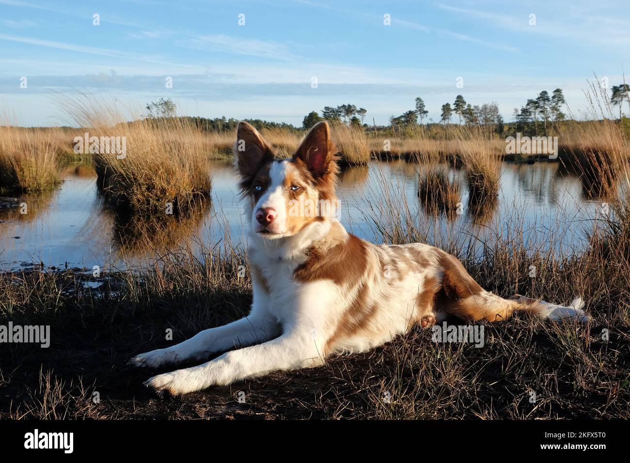 A tri colour red merle border collie five month old puppy, by a pond ...