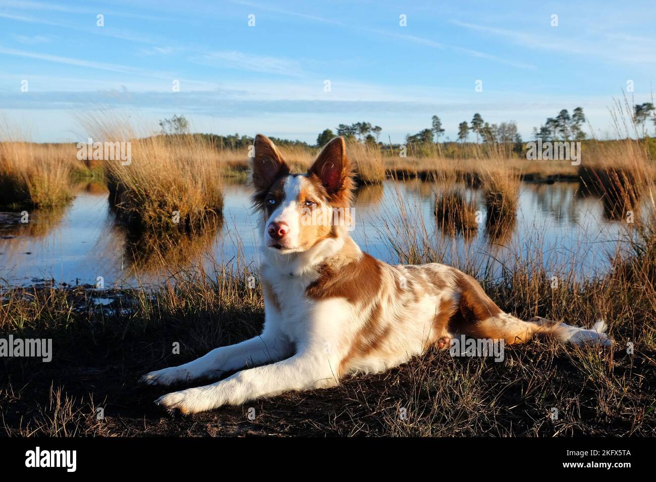 A tri colour red merle border collie five month old puppy, by a pond ...