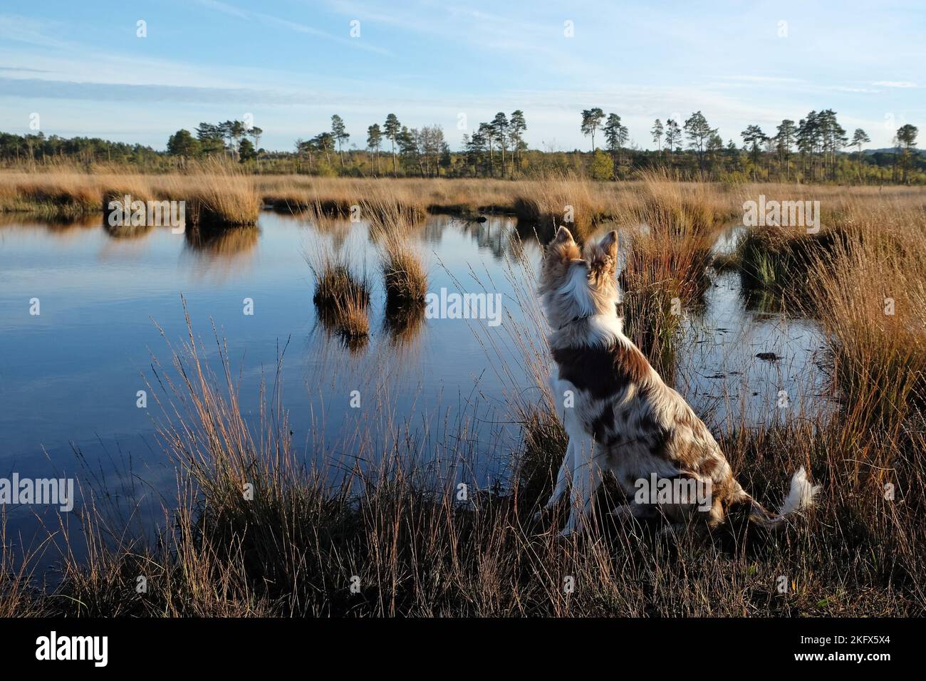 A tri colour red merle border collie five month old puppy, by a pond ...