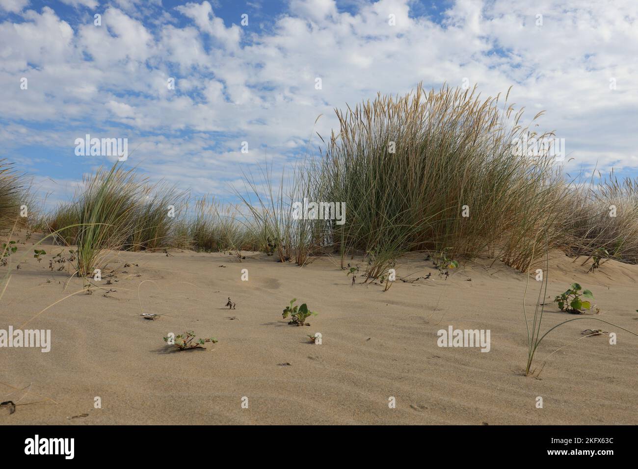 bushes of dry grass growing on the sandy desert ground despite the ...