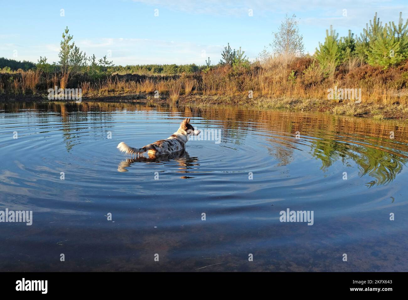 A tri colour red merle border collie five month old puppy, stood in a ...