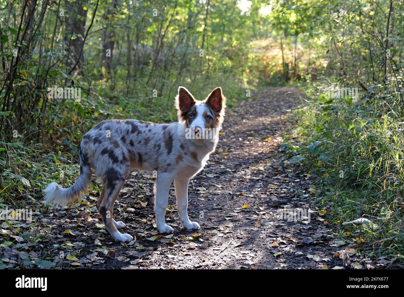 A tri colour red merle border collie five month old puppy, in the ...