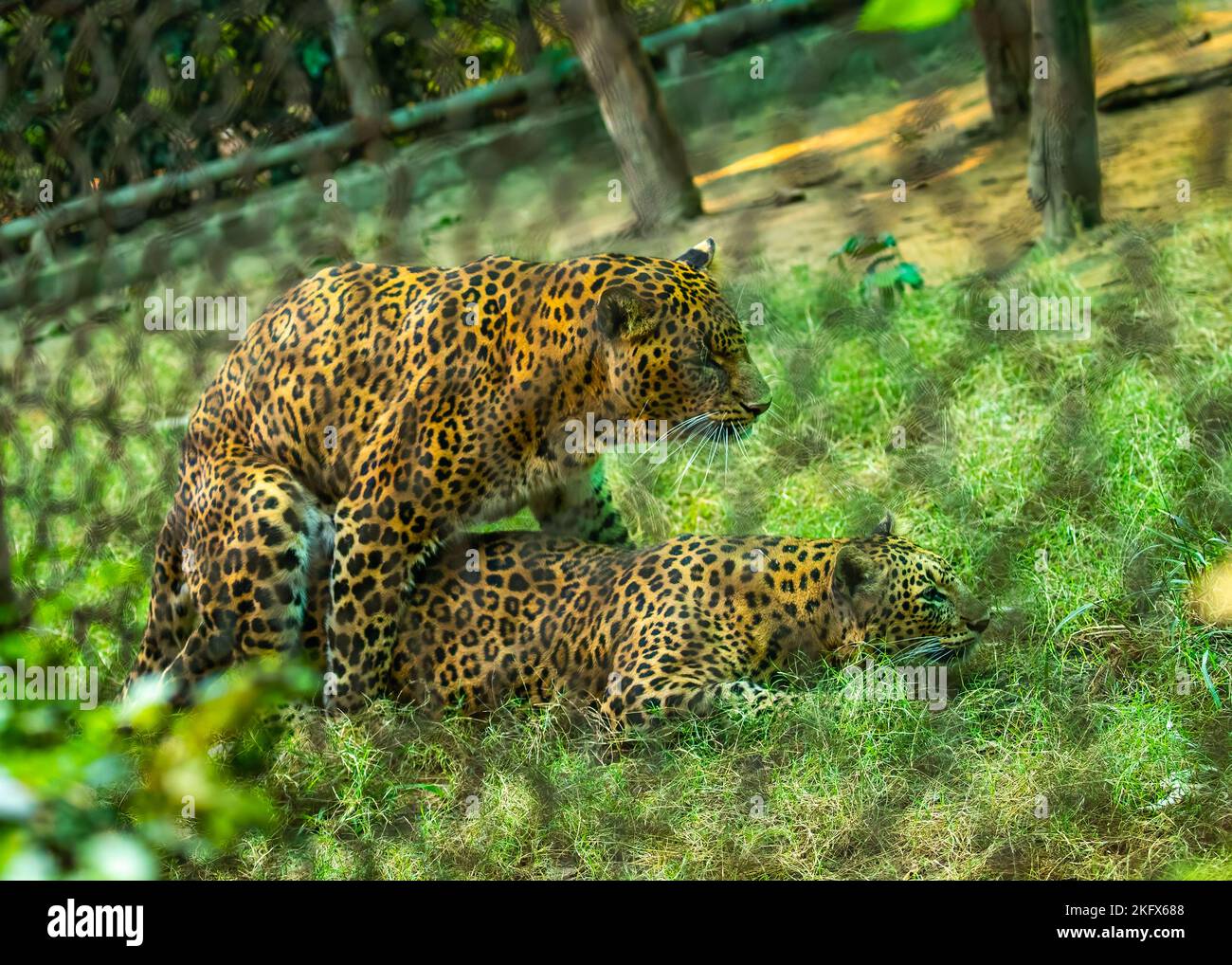 A Leopard pair mating in their cage Stock Photo - Alamy