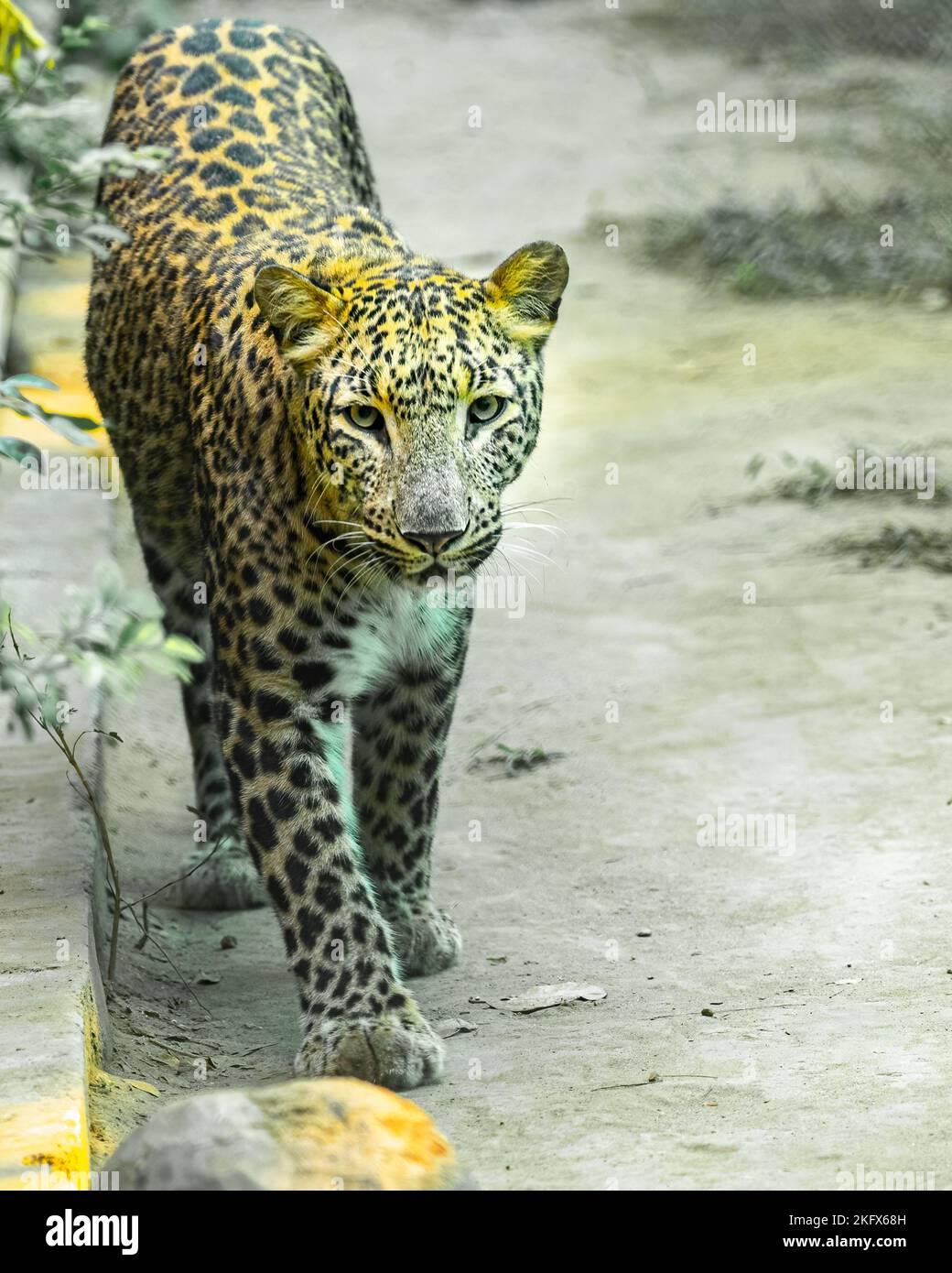 A Leopard looking into the Camera while walking Stock Photo - Alamy