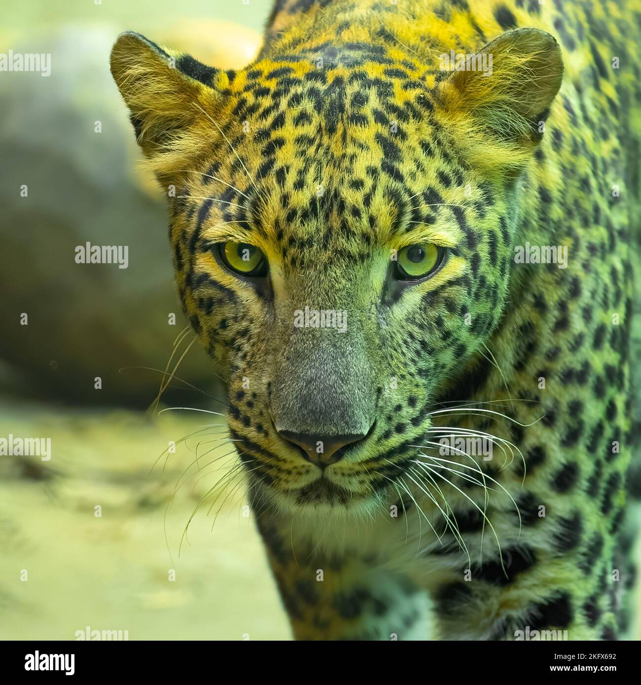 A Leopard in close up shot with wide open eyes Stock Photo - Alamy