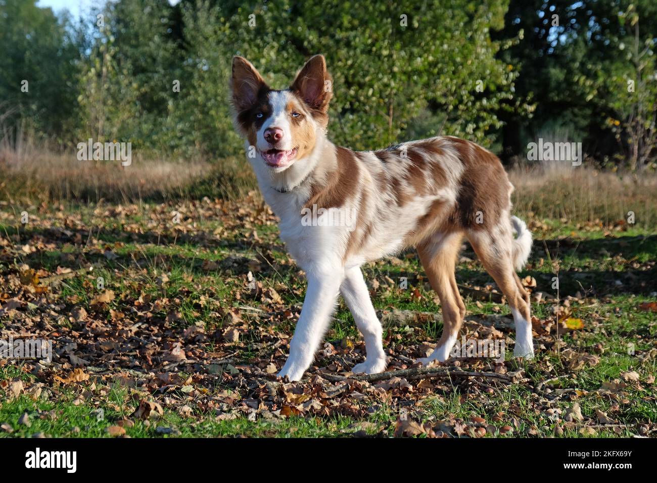 A tri colour red merle border collie five month old puppy, in the ...
