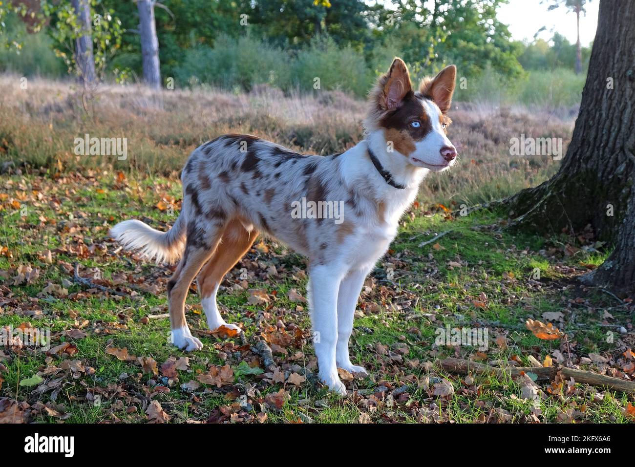 A tri colour red merle border collie five month old puppy, in the ...